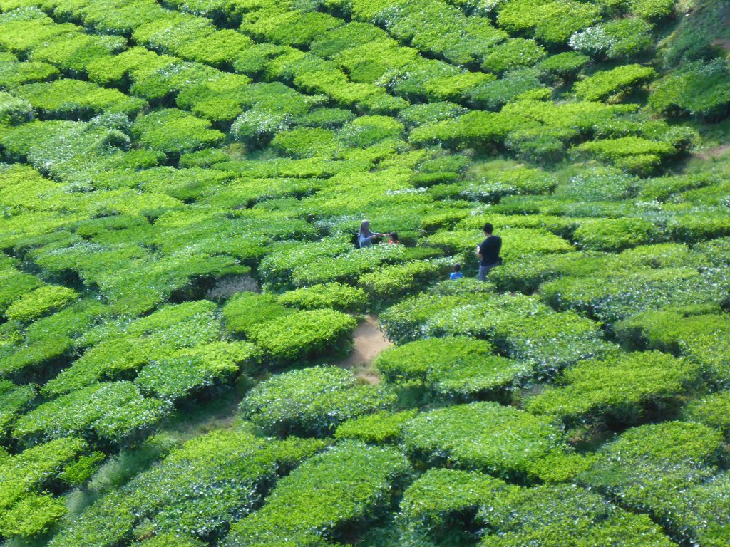 Fireflies in Selangor - Postcards From The Edge of the World